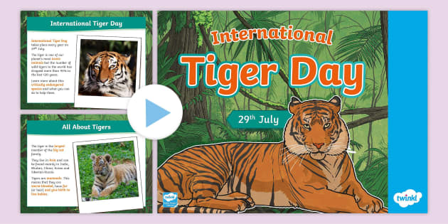 International Tiger Day Whole School Assembly Pack - Twinkl