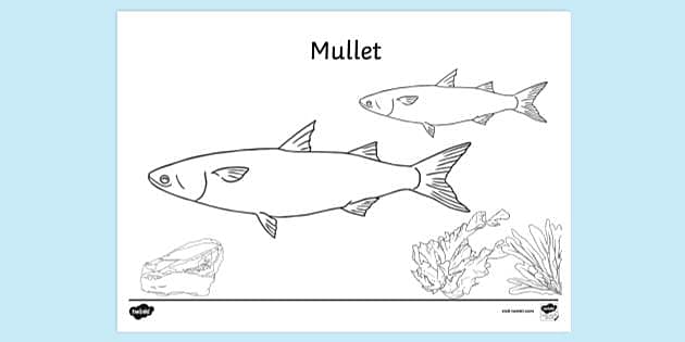 Mullet Colouring Sheet | Colouring Sheets