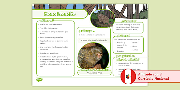 Texto informativo: Mono leoncito (teacher made) - Twinkl Texto informativo: Mono leoncito (teacher made) - Twinkl