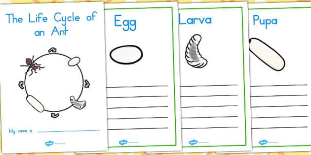 Ant Life Cycle Workbook (teacher made) - Twinkl