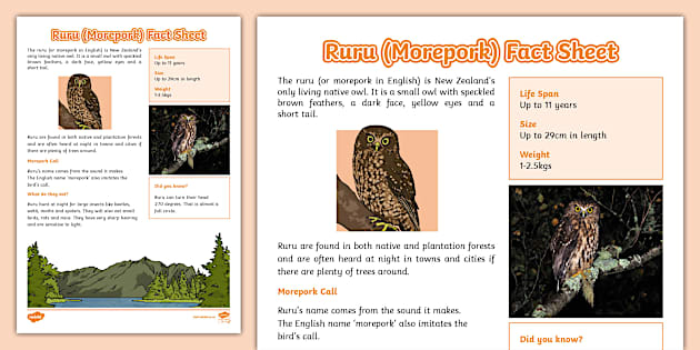 Ruru Owl (Morepork) Fact Sheet - New Zealand Native Birds