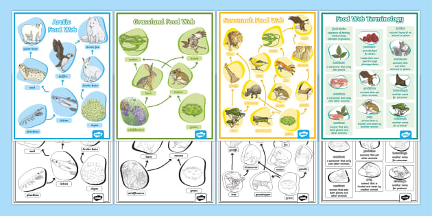 Food Web Posters | Printable Display Resources | Science