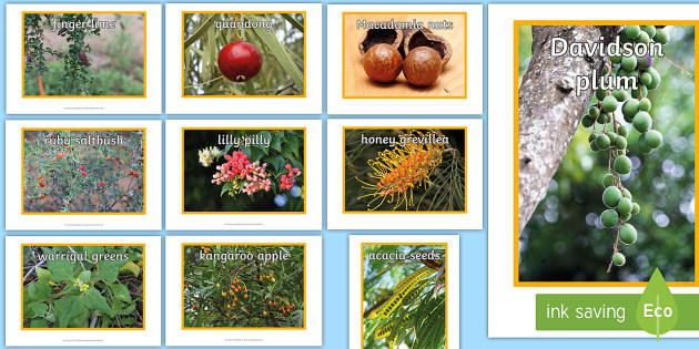 Bush Food Display Photos | Twinkl Pictures | Editable