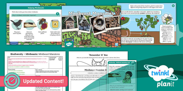 Science: Biodiversity - Minibeasts: Minibeast Mansions Y2 Lesson 4