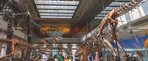 20+ Top Tips on How To Celebrate Dinosaur Day - Twinkl USA