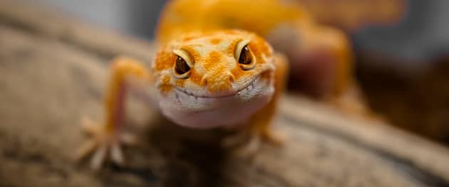 Our Top Ten Best Classroom Pets for Kids - Twinkl USA