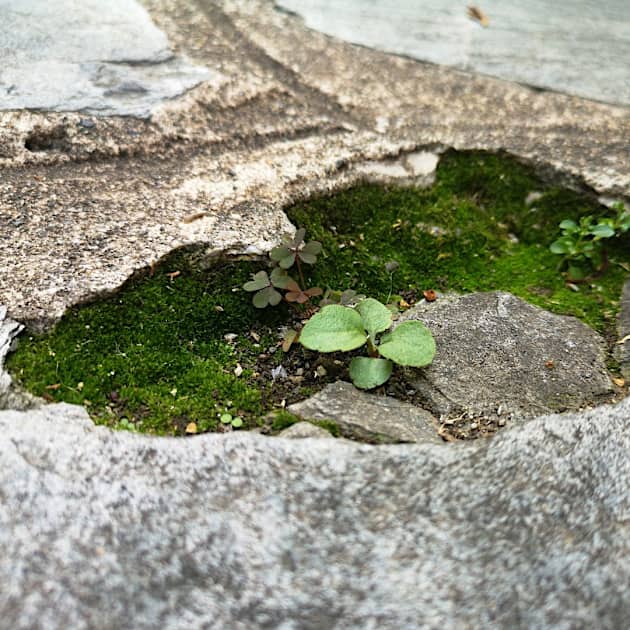 The Biodiversity of Microhabitats: A World Beneath Our Feet