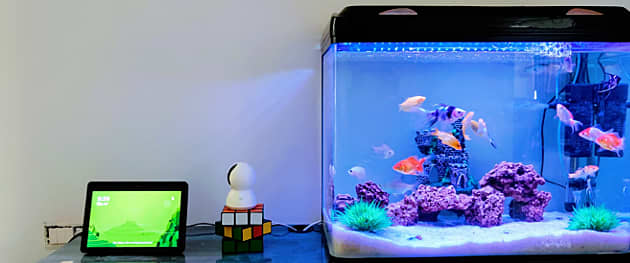 Our Top Ten Best Classroom Pets for Kids - Twinkl USA