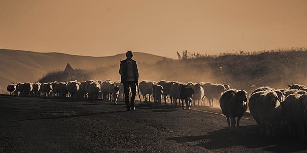 Parábola de la oveja perdida - Twinkl