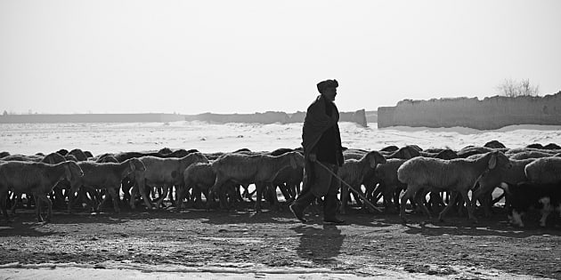 Parábola de la oveja perdida - Twinkl