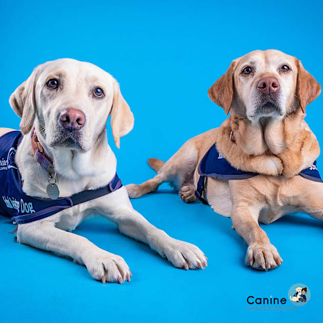 Are school dogs the answer to better emotional wellbeing?