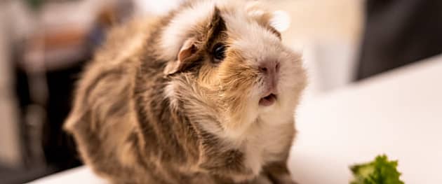 Our Top Ten Best Classroom Pets for Kids - Twinkl USA