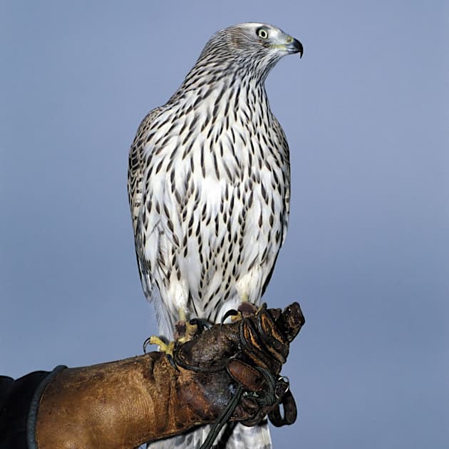 Pets Through Time: A History of Pets in Britain - Twinkl