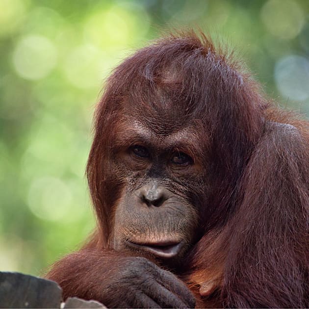 World Animal Day: Fun Ways to Honour Our Animal Friends