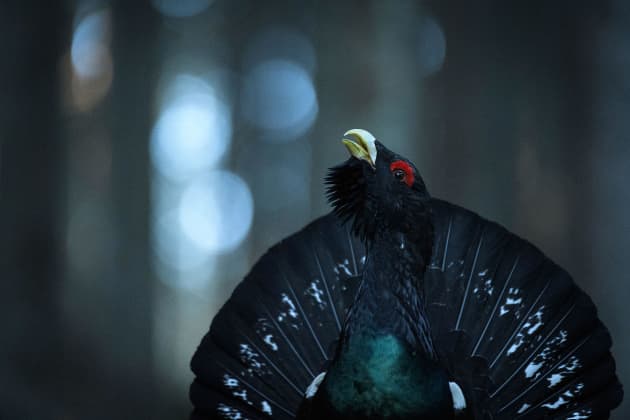 Sfaturi pentru un stil de viață sustenabil - Twinkl