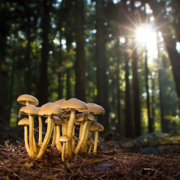 The Biodiversity of Microhabitats: A World Beneath Our Feet