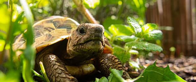 Our Top Ten Best Classroom Pets for Kids - Twinkl USA