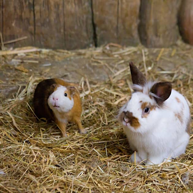Pets Through Time: A History of Pets in Britain - Twinkl