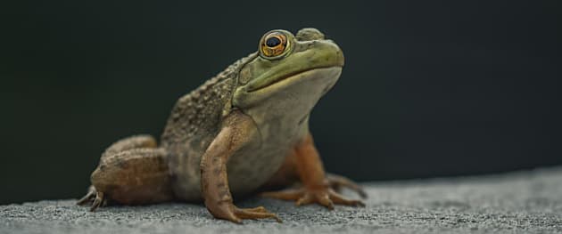 Our Top Ten Best Classroom Pets for Kids - Twinkl USA