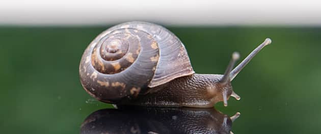 Our Top Ten Best Classroom Pets for Kids - Twinkl USA