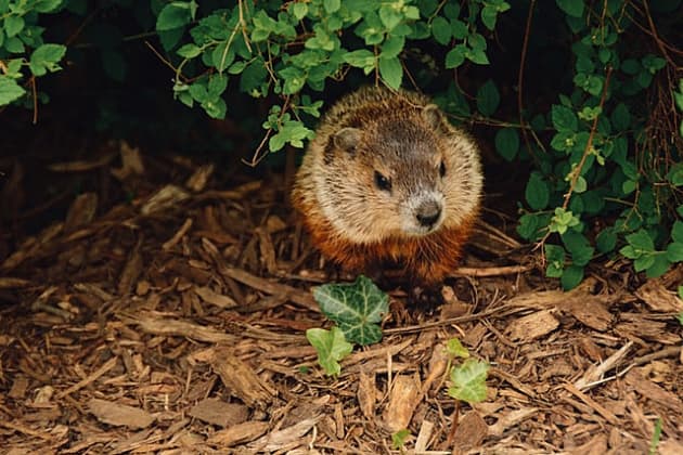 Groundhog Day Ideas | US Holidays and Special Events | Twinkl
