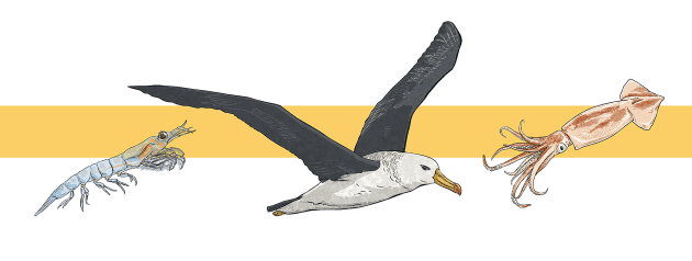 Albatross Facts for Kids - Twinkl Homework Help - Twinkl