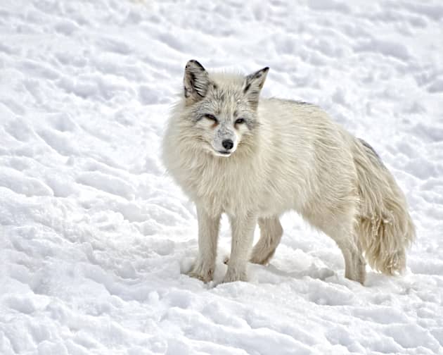 Arctic Fox Facts for Kids - Twinkl Homework Help - Twinkl