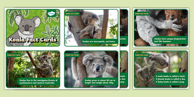 World Koala Day Classroom Activities - Engaging Lessons & Resources
