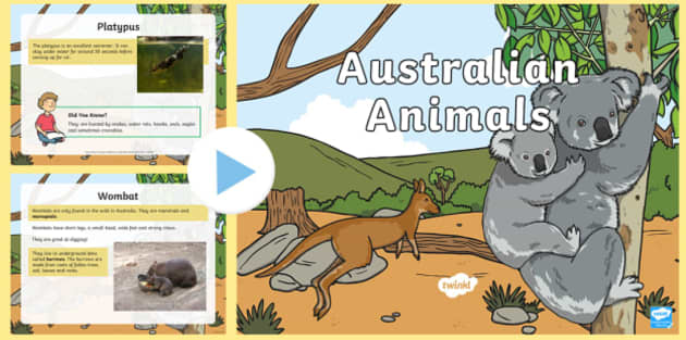 Interesting Facts About Australian Animals - Twinkl