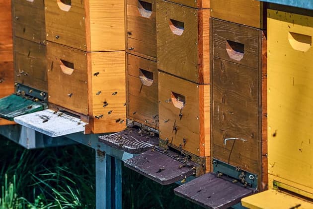 Bienen und Natur: Wie kann ich Bienen helfen? - Twinkl Bienen und Natur: Wie kann ich Bienen helfen? - Twinkl