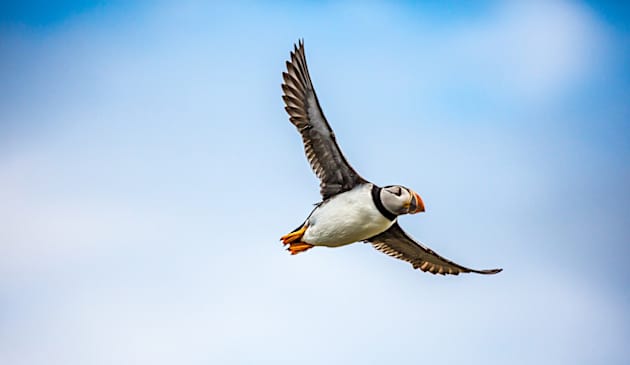 Puffin Facts for Kids - Twinkl Homework Help - Twinkl