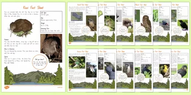 New Zealand Animals - Twinkl