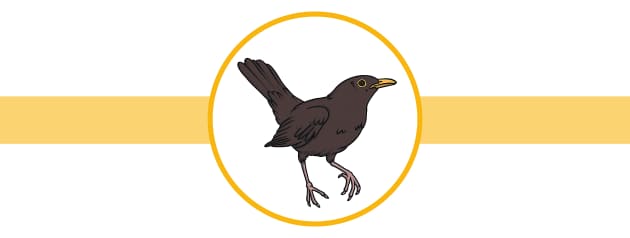 Garden Birds - Twinkl Homework Help - Twinkl