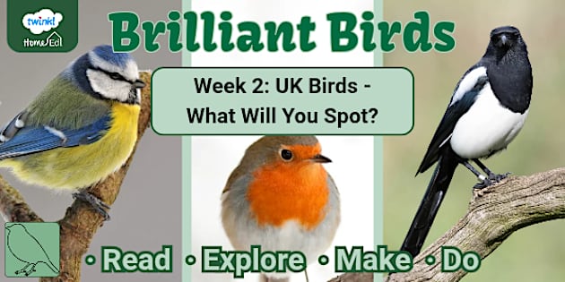 Project Sessions: Brilliant Birds - Twinkl