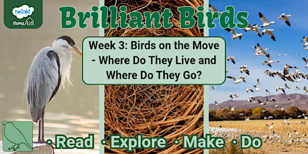 Project Sessions: Brilliant Birds - Twinkl