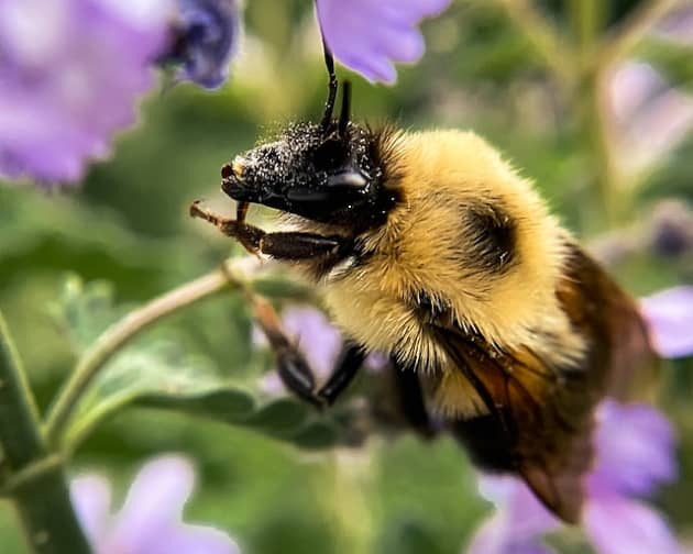 15 Activities to Get You Buzzing for World Bee Day | Blog