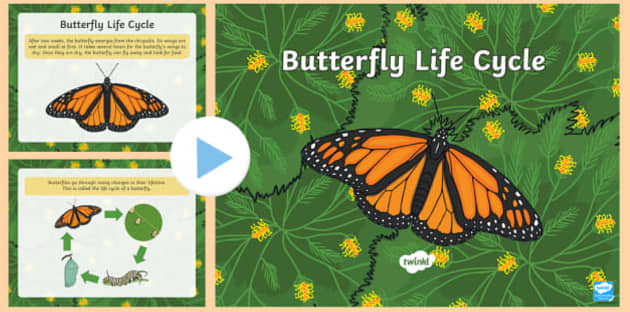 Fun Facts about Painted Lady Butterflies for Kids - Twinkl