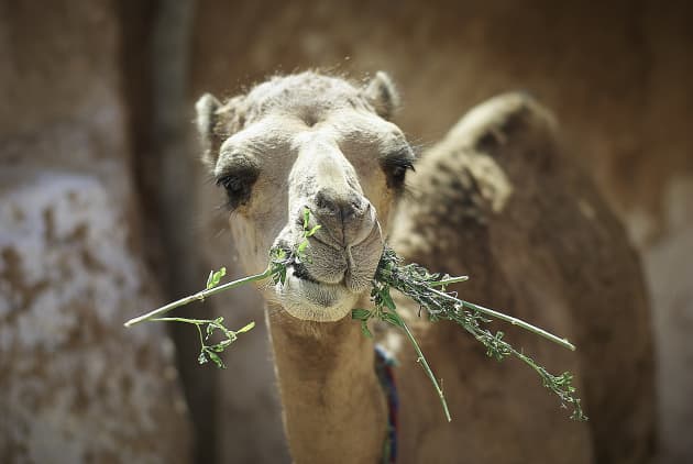 Tunisia Facts for Kids | World Geography Guide - Twinkl Homework Help Tunisia Facts for Kids | World Geography Guide - Twinkl Homework Help
