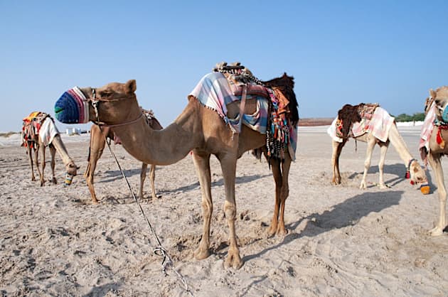 Qatar Facts for Kids | World Geography Guide - Twinkl Homework Help