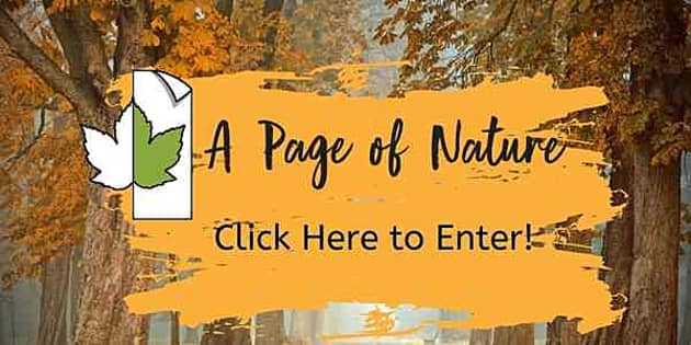 Page of Nature - Twinkl