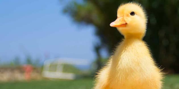 ‘Baby Goz’ author shares how his childhood love for stories has shaped his