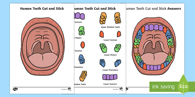 Dental Health With Children - Twinkl