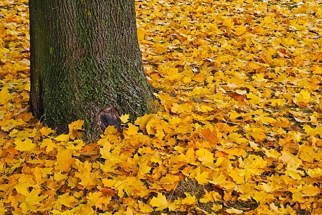 Our Top Five Autumn and Winter Resources for this Festive Season!