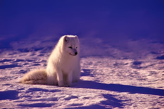Arctic Fox Facts for Kids - Twinkl Homework Help - Twinkl