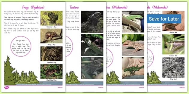 New Zealand Animals - Twinkl