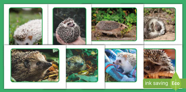 All About Hibernation for Preschoolers - Twinkl