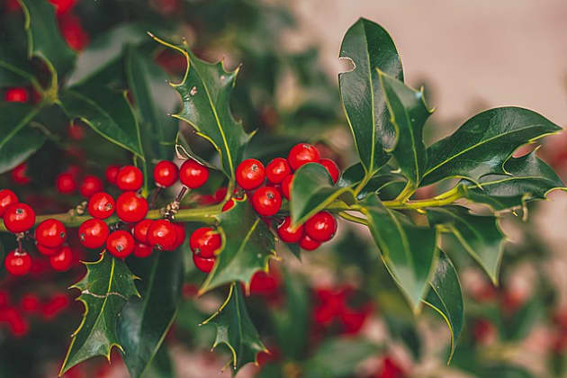 Popular Christmas Plants | Winter Plantcare - Twinkl