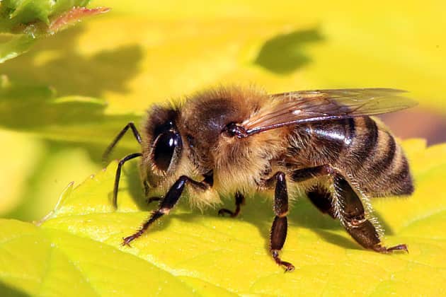 Facts About Bees: Homework Help - Twinkl Facts About Bees: Homework Help - Twinkl