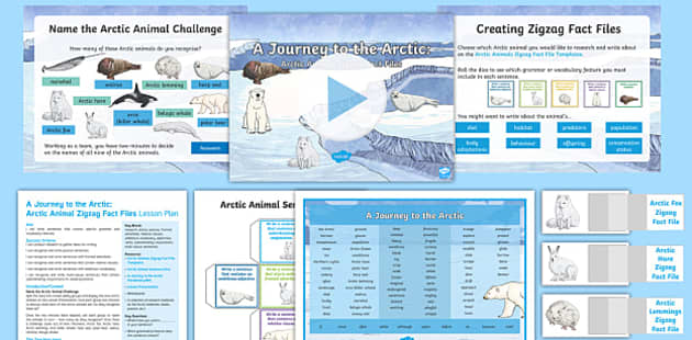 Killer Whale facts for kids - Twinkl