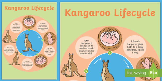 Kangaroo Facts for Kids - Twinkl Blogs - Twinkl